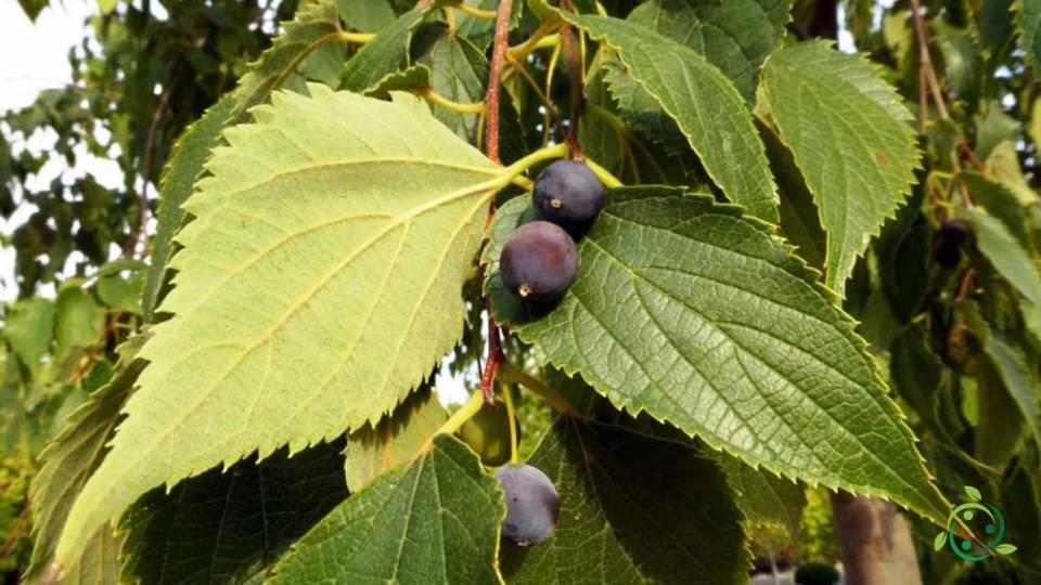 How the European nettle tree is grown: climate, soil, planting ...