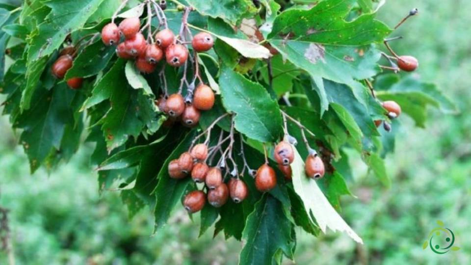 How Wild service tree is grown: climate, soil, planting, fertilizers