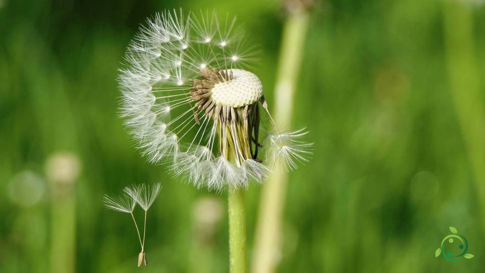 Dissemination: definition, meaning, methods, mechanisms ...