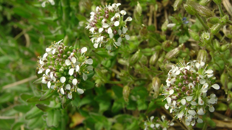 Lepidium campestre: Systematics, Etymology, Habitat, Cultivation