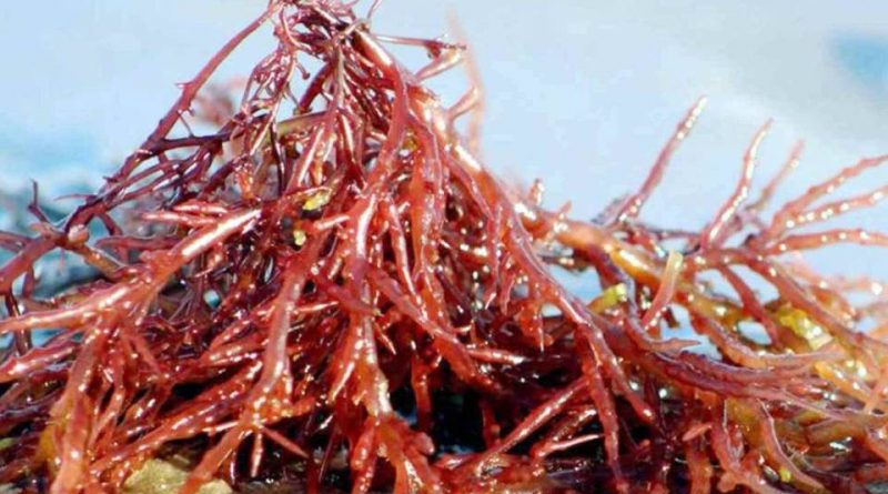 Properties and uses of Lithothamnium calcareum Archivi - An Eco ...