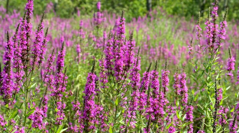 Lythrum salicaria: Systematics, Etymology, Habitat, Cultivation ...
