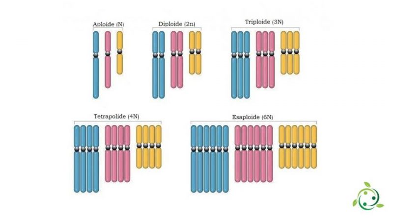 Polyploidy: meaning, definition, in the plant kingdom, animal ...