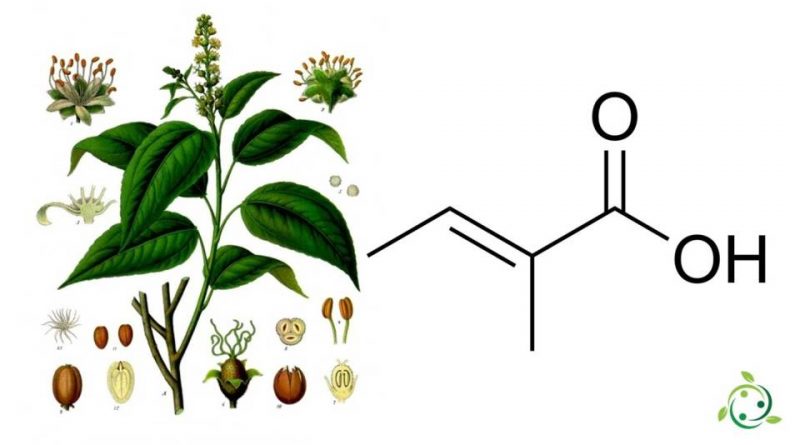 Ácido tiglic: fórmula química, presencia en la naturaleza, usos ...