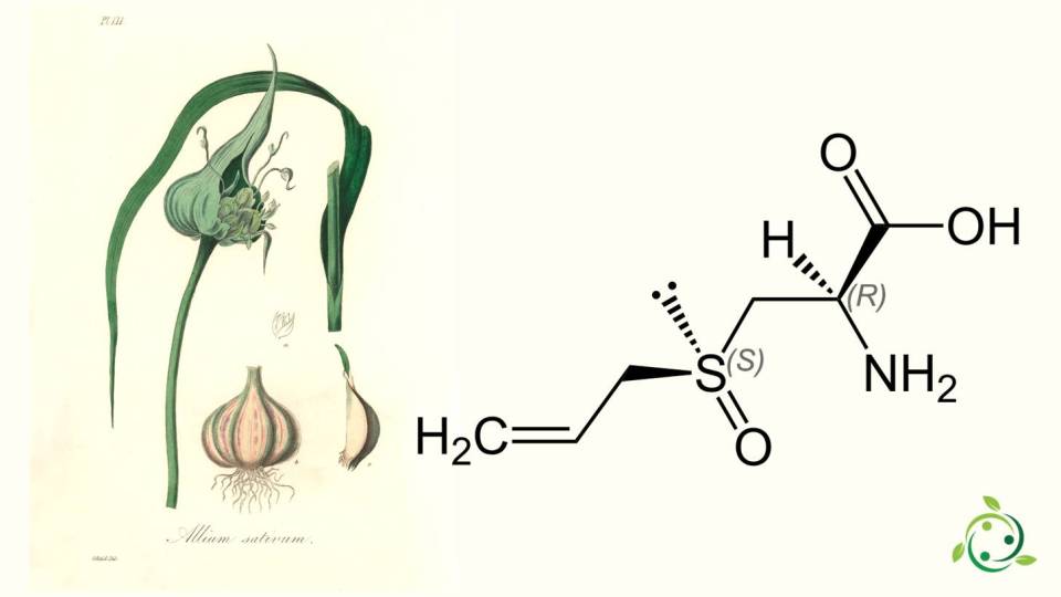 Alliina: fórmula química, propiedades, ocurrencia en la naturaleza