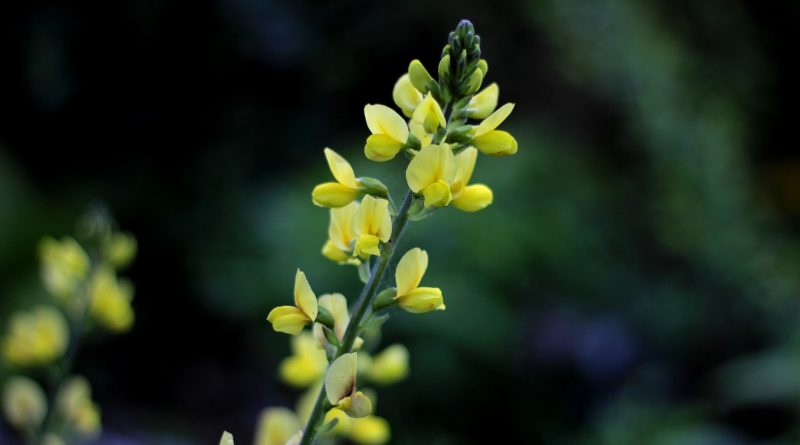Fabaceae: características, distribución, subfamilias, tribus, géneros
