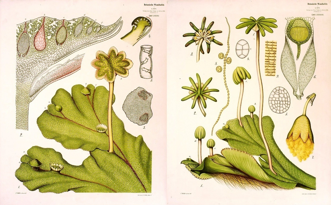 Marchantia polymorpha: Systematics, Habitat, Cultivation