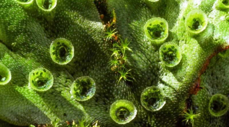 Marchantia polymorpha: Systematics, Habitat, Cultivation