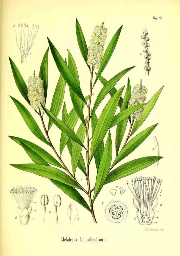 Melaleuca leucadendra: Systematics, Habitat, Cultivation
