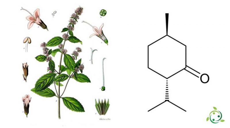 Mentone: formula chimica, proprietà, presenza in natura, storia ...