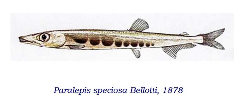 Paralepis speciosa: systematics, habitat, biology, ecological role