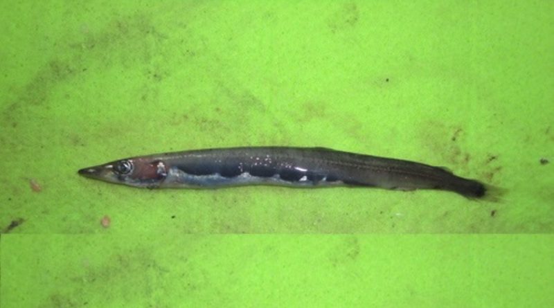 Paralepis speciosa: systematics, habitat, biology, ecological role