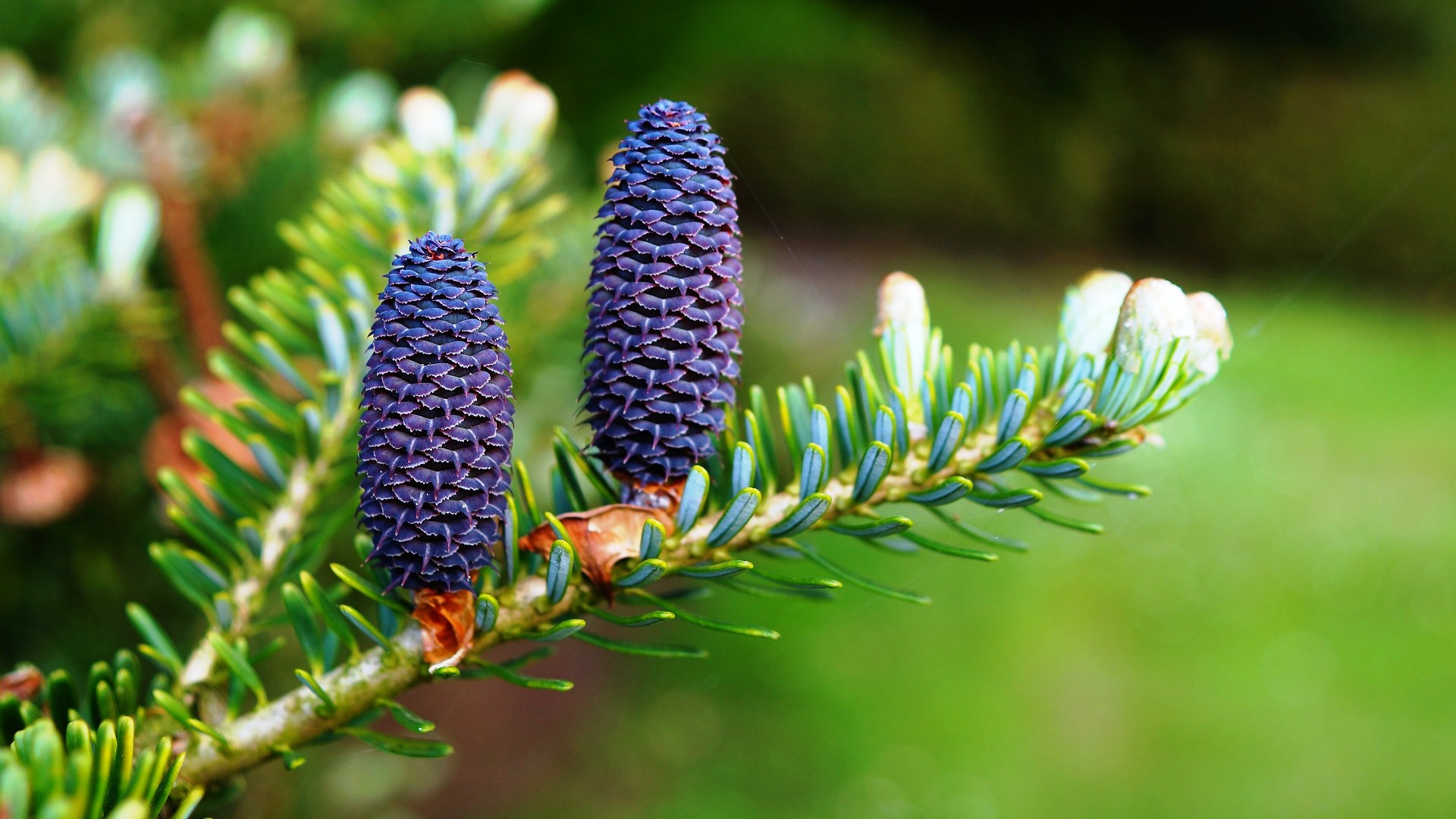 Pinaceae: famiglia botanica, caratteristiche, distribuzione, utilizzi