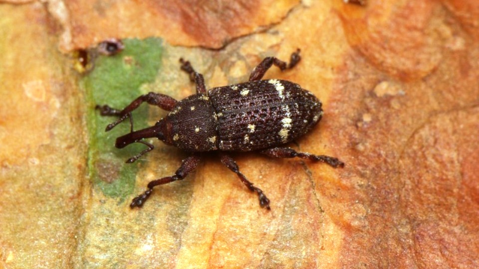 Pissodes pini: Systematics, Habitat, Life cycle, Struggle ...