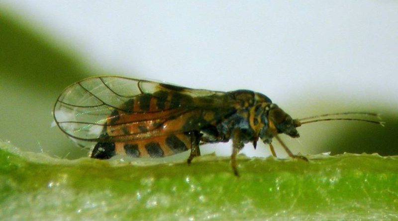 Ciclo biologico della Psylla pyri Archivi - Un Mondo Ecosostenibile