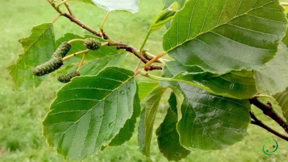 Cómo se cultiva el aliso negro: clima, suelo, plantación...