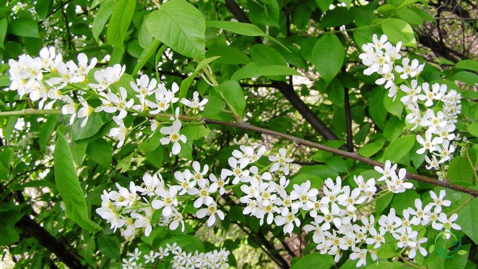 How Bird cherry is grown: climate, soil, planting, propagation ...