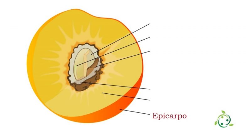 Definizione e significato di Epicarpo Archivi - Un Mondo Ecosostenibile