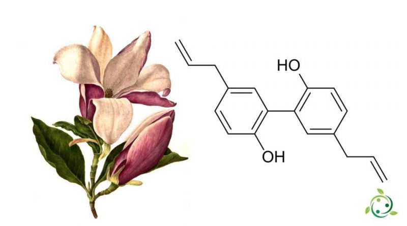 Magnolol: chemical formula, occurrence in nature, properties ...
