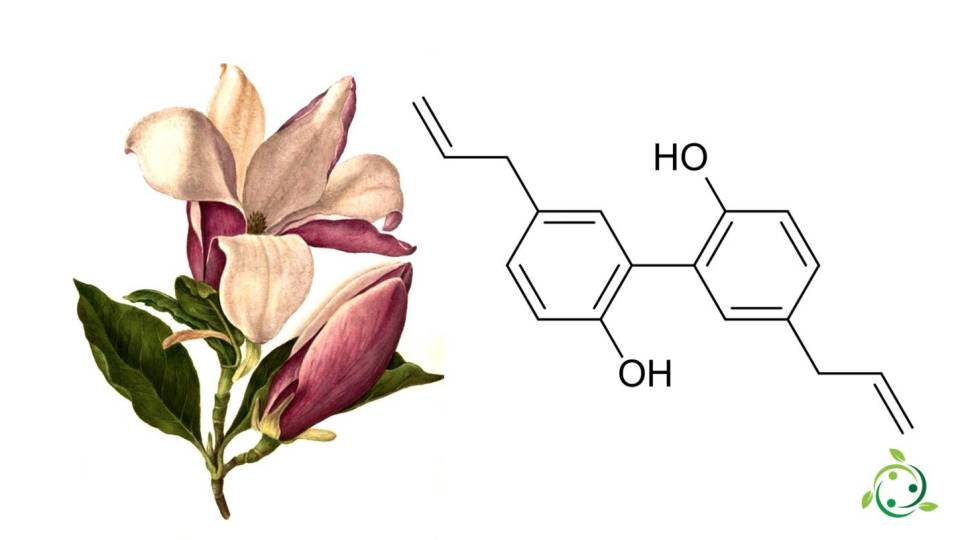 Magnolol: chemical formula, occurrence in nature, properties ...