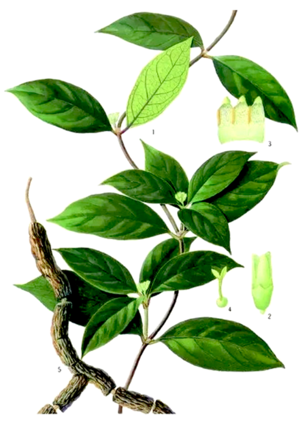 Morinda officinalis: Sistemática, Etimología, Hábitat, Cultivo