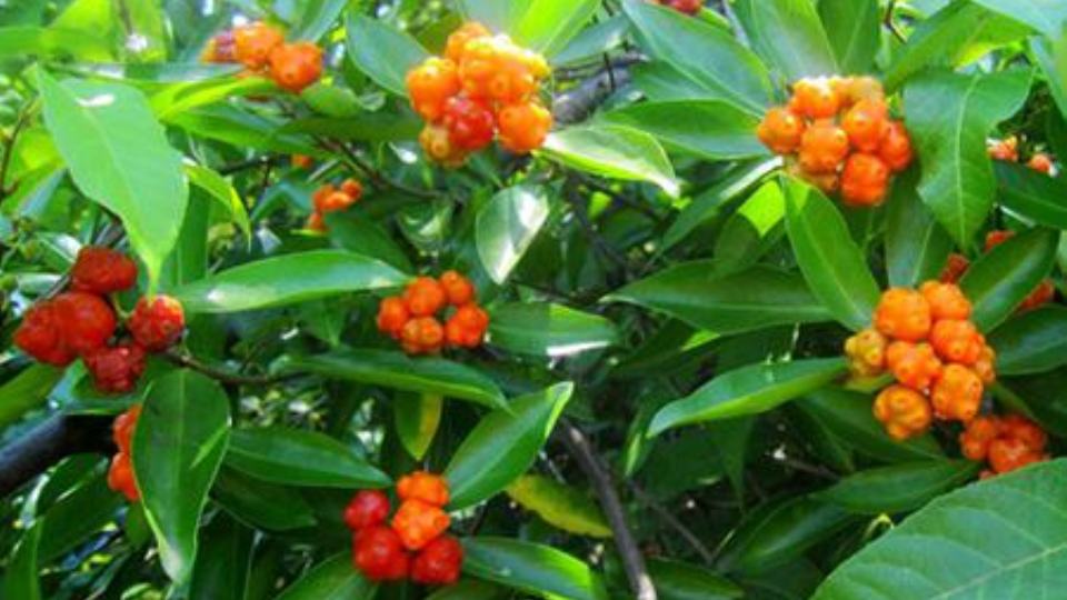 Morinda officinalis: Sistemática, Etimología, Hábitat, Cultivo