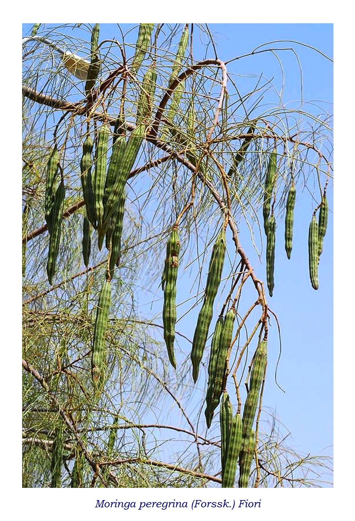 Moringa peregrina: Systematics, Etymology, Habitat, Cultivation