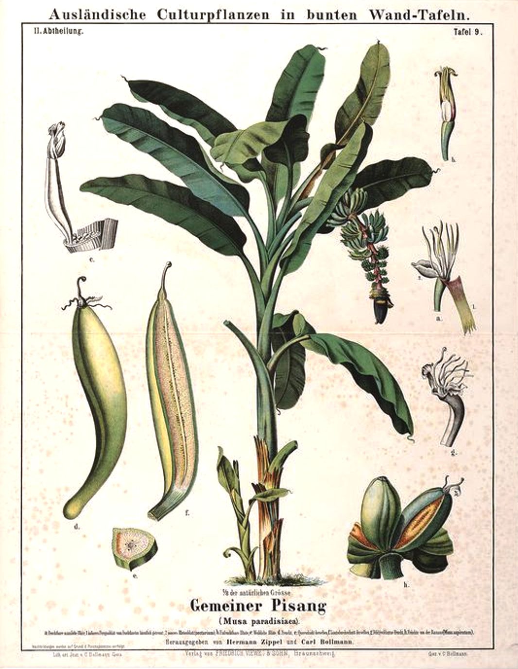 Musa x paradisiaca: Systematics, Etymology, Habitat, Cultivation