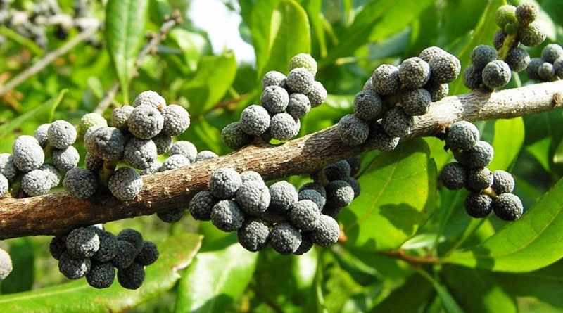 Myrica cerifera: Sistemática, Etimología, Hábitat, Cultivo...
