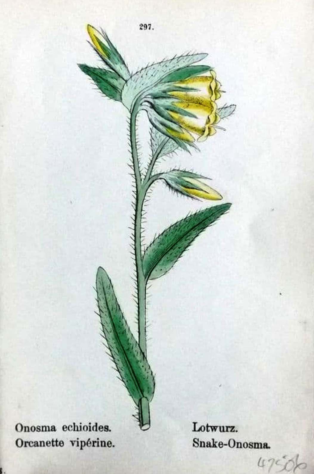 Onosma echioides: Systematics, Etymology, Habitat, Cultivation