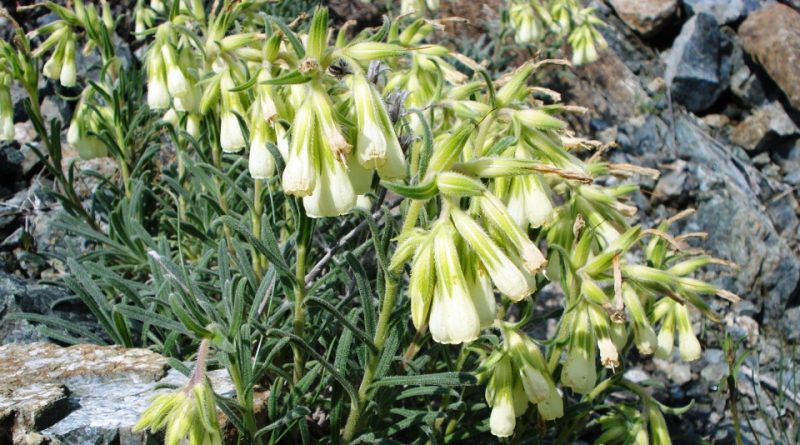 Onosma echioides: Systematics, Etymology, Habitat, Cultivation