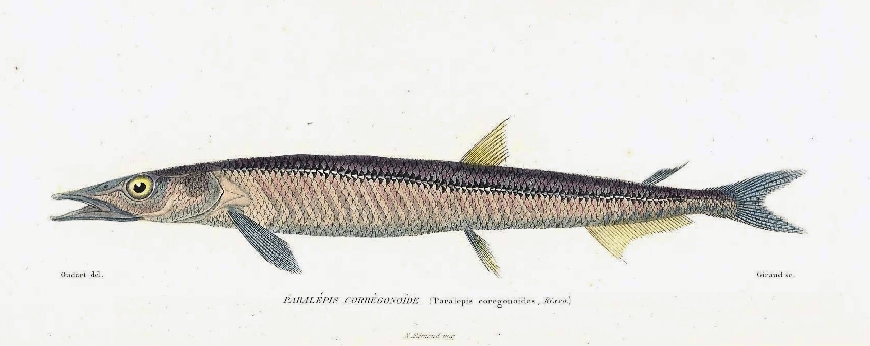 Paralepis coregonoides: Systematics, Habitat, Biology, Ecology