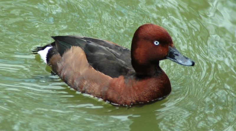 Aythya Nyroca: systematic, habitat, biology, ecological role ...