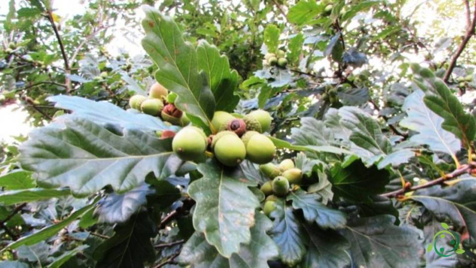 Cómo cultivar el roble albar: clima, tierra, sistema, riego ...