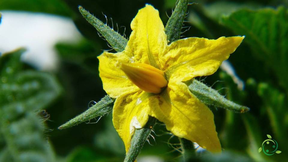 Heterogamous: definition, meaning, etymology, differences ...