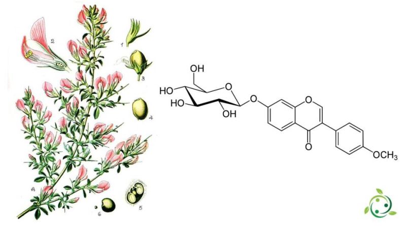 Da dove si estrae la Ononina Archivi - Un Mondo Ecosostenibile