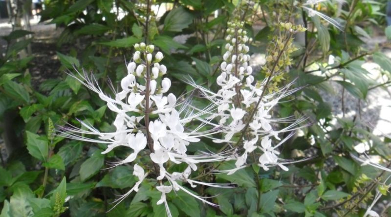 Propiedades y usos del té de Java Archivi - Un mundo ecosostenible