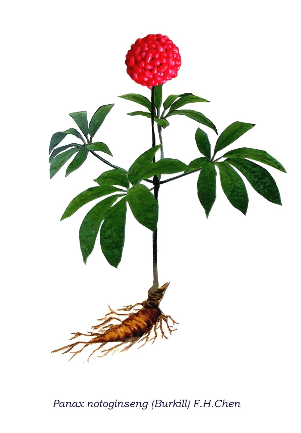 Panax Notoginseng: systematic, etymology, habitat, cottivation
