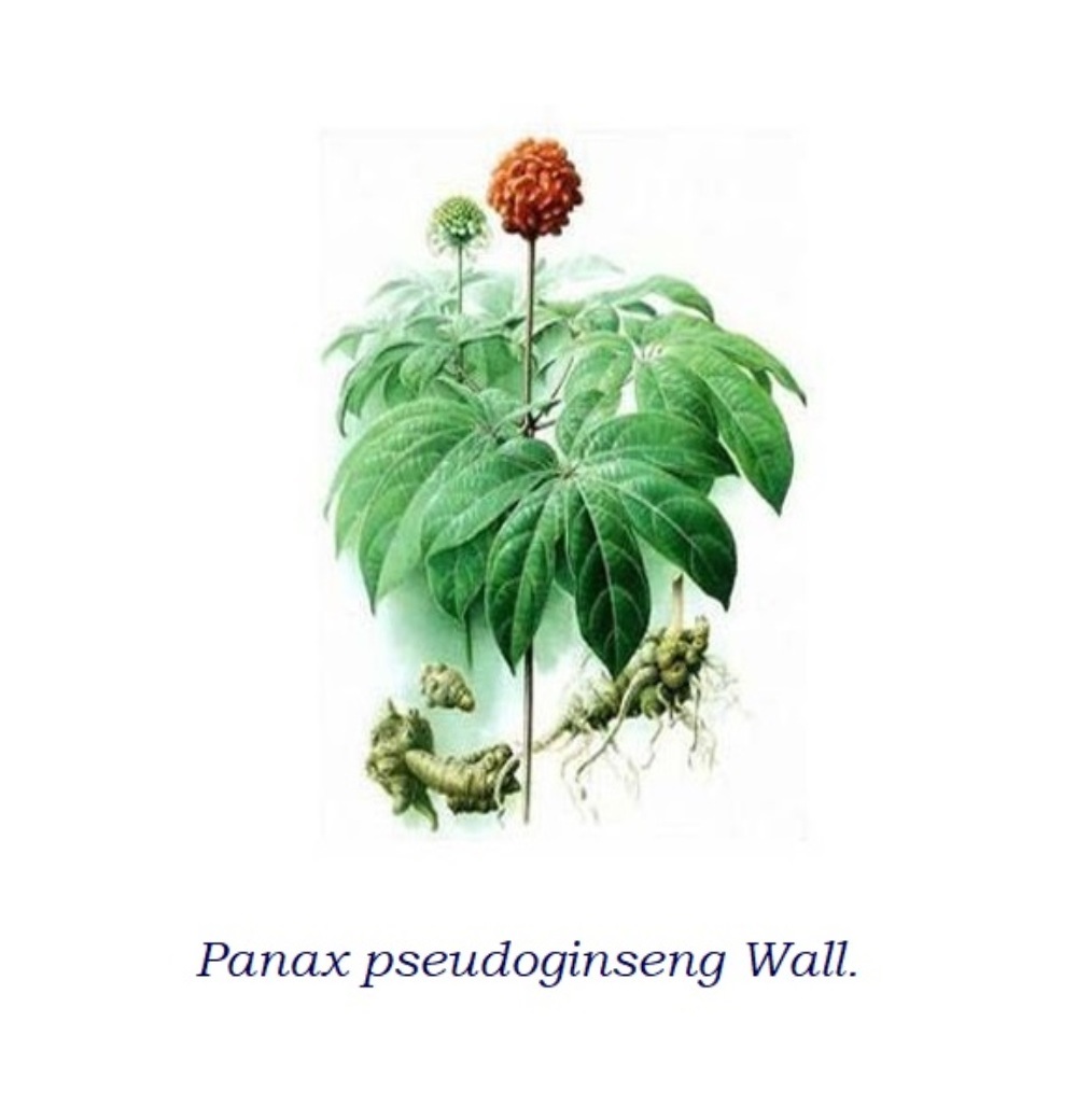 Panax Pseudoginseng: systematic, habitat, cultivation