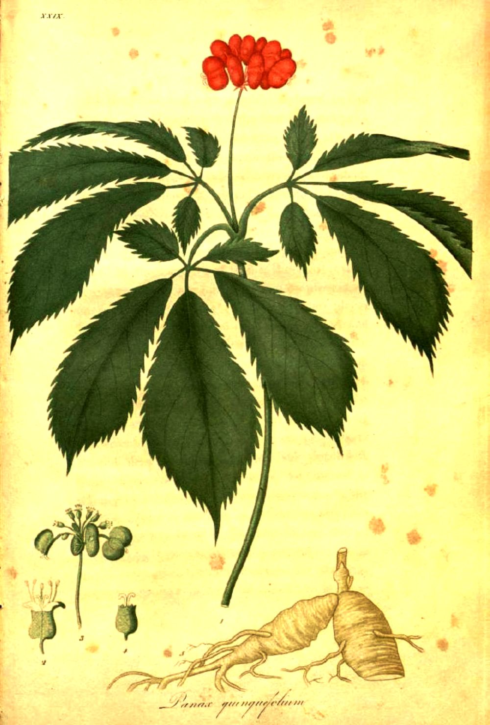 Panax Quinquefolius: systematic, etymology, habitat, cultivation