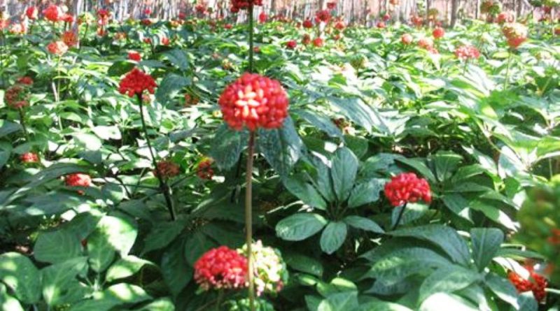 Panax Notoginseng: systematic, etymology, habitat, cottivation