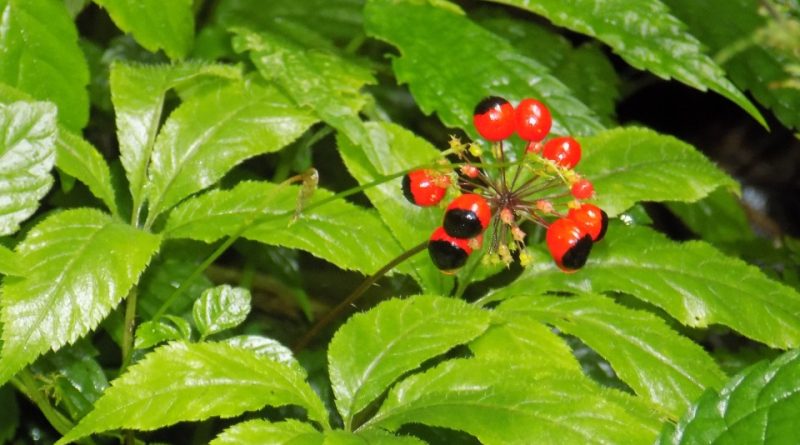 Panax Pseudoginseng: systematic, habitat, cultivation