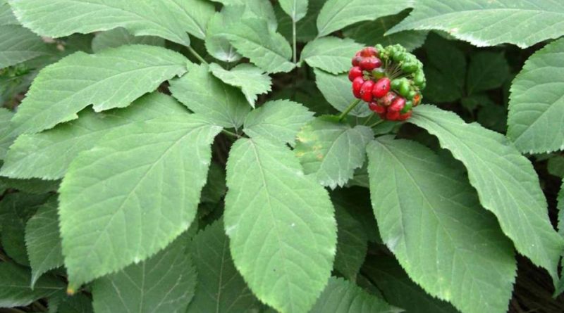 Panax Quinquefolius: systematic, etymology, habitat, cultivation