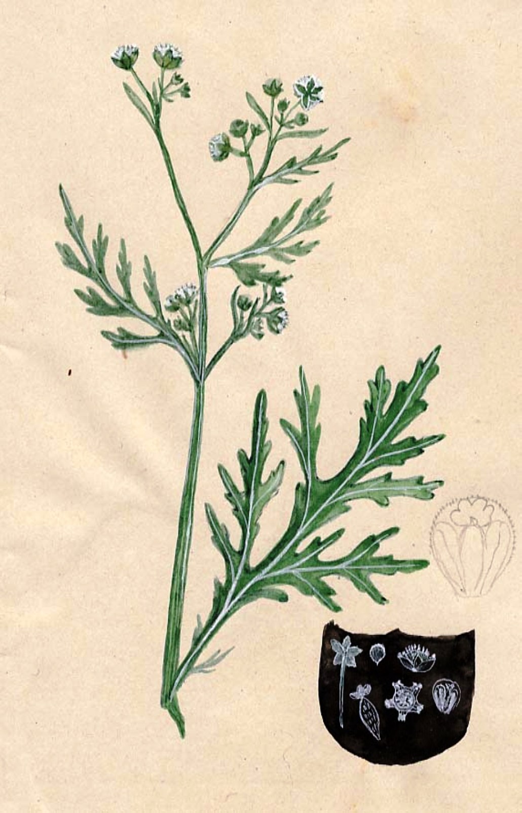 Parthenium Hysterophorus: systematic, habitat, allelopathy
