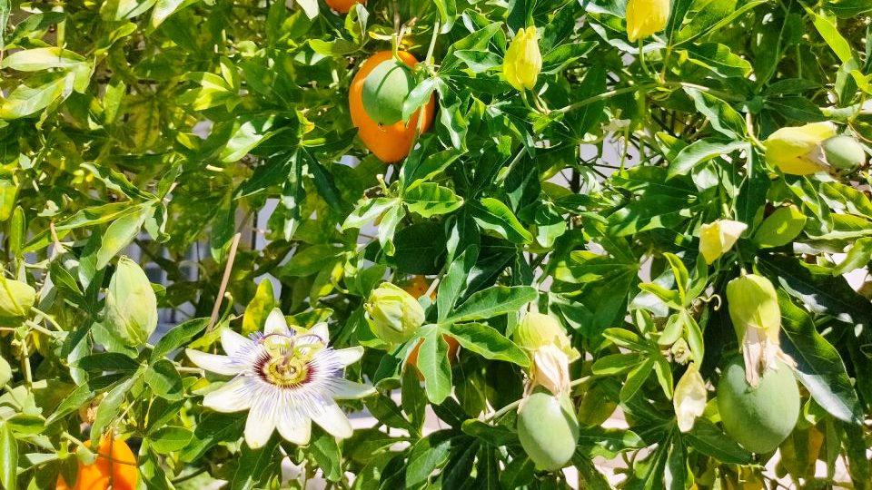 Passiflora incarnata: Systematics, Etymology, Habitat, Cultivation
