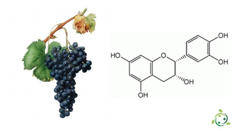 Proanthocyanidins: chemical structure, presence in plants ...