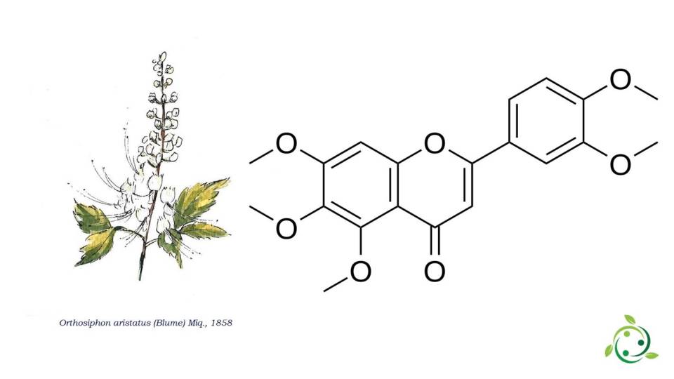 Sinensetina: fórmula química, presencia en la naturalez ...