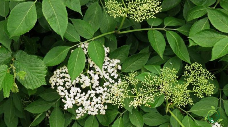 Técnica de cultivo del saúco negro Archivi - Un mundo ecosostenible