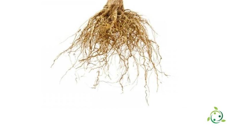 Fasciculate: definition, meaning, affected organs, morphology