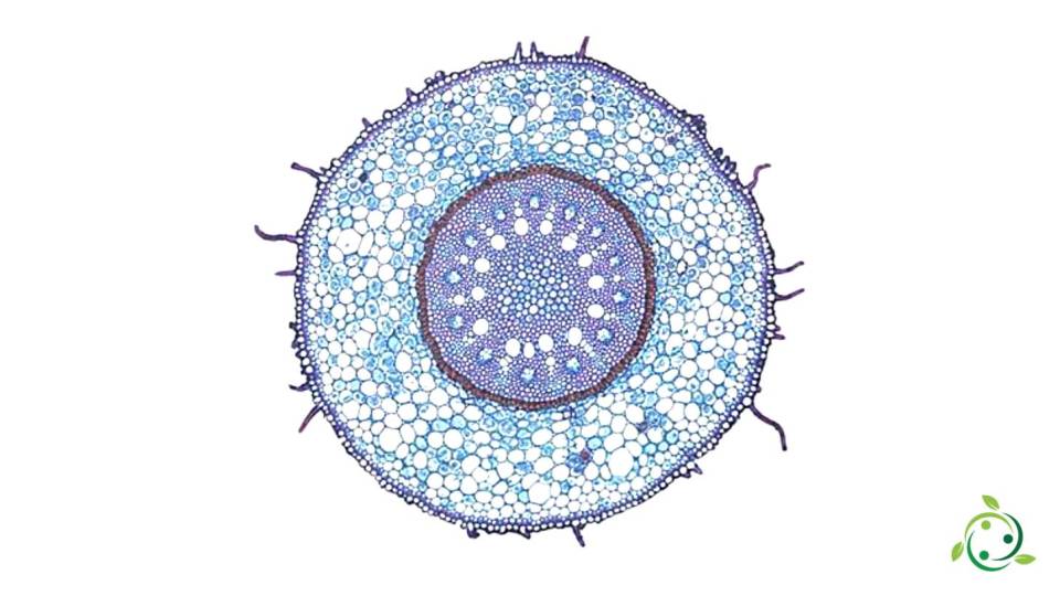 Phellogen: Definition, Meaning, Function, Role, Differentiations…